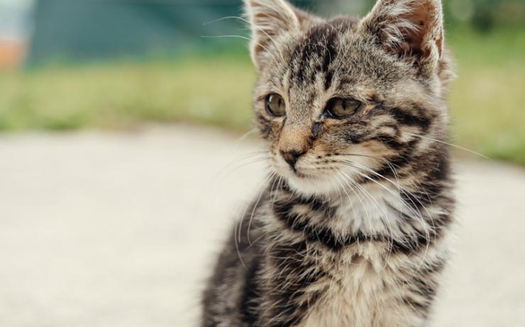 Katzenschnupfen: Symptome, Behandlung und Prävention