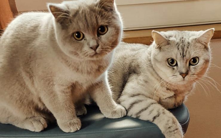 Erfolgreiche Zucht von Britisch Kurzhaar Katzen (BKH)