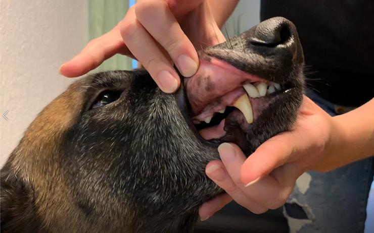 Ansimazione e orecchie calde - I segni vitali del cane