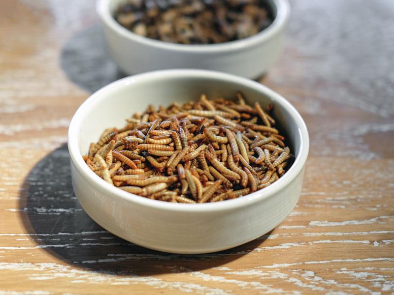 La nourriture à base d'insectes - alimentation «verte» alternative à la ...